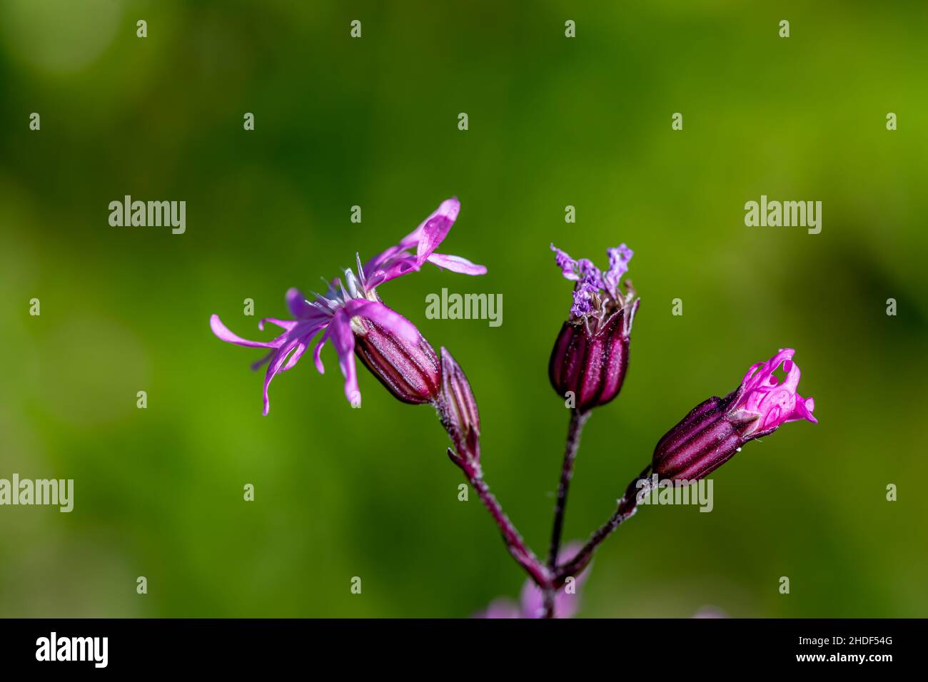 Lychnis flos cuculi flowers close up hi-res stock photography and ...