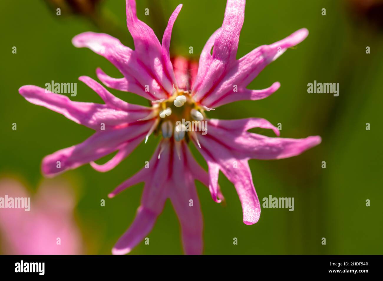Carnation family hi-res stock photography and images - Alamy