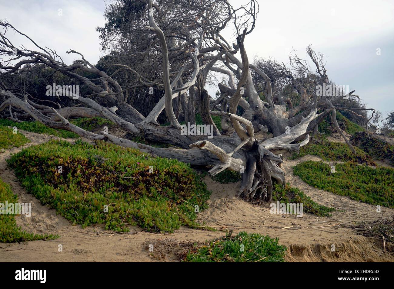 Dry roots of the trees surrounded by green vegetation. Lake Forest ...