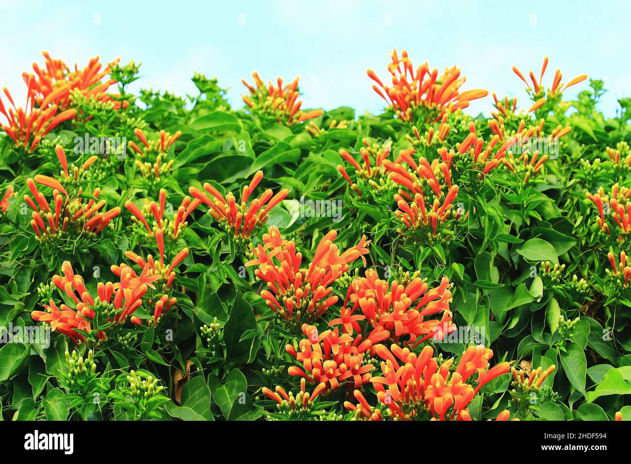 colorful blooming Flaming Trumpet(Fire-cracker Vine,Orange-trumpet Vine ...