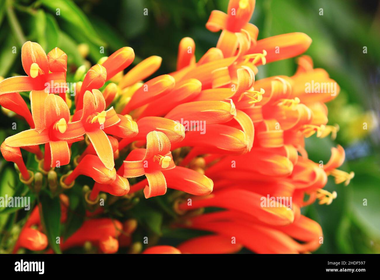close-up of colorful blooming Flaming Trumpet(Fire-cracker Vine,Orange ...