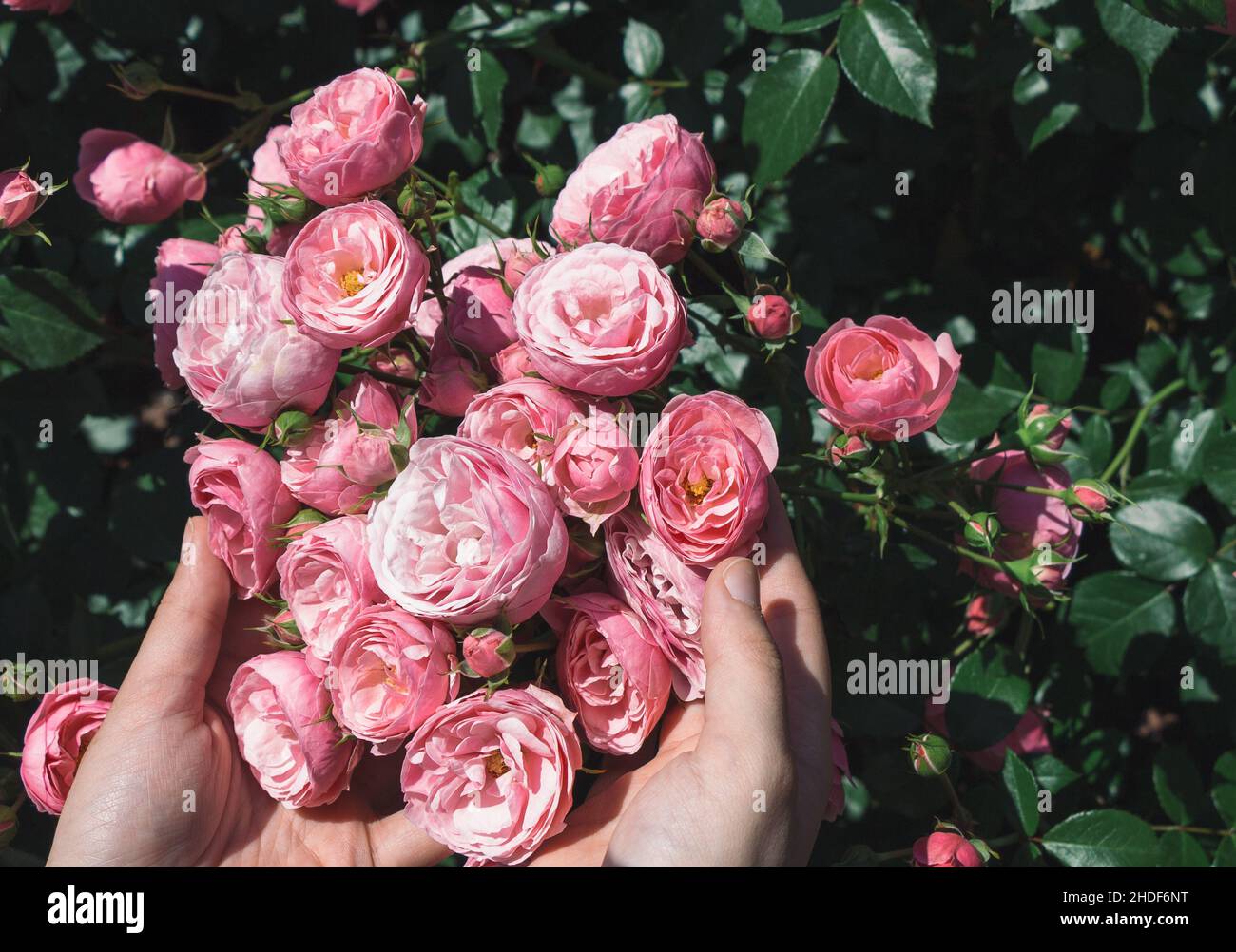 rose petals, roses, rose petal, rose Stock Photo - Alamy