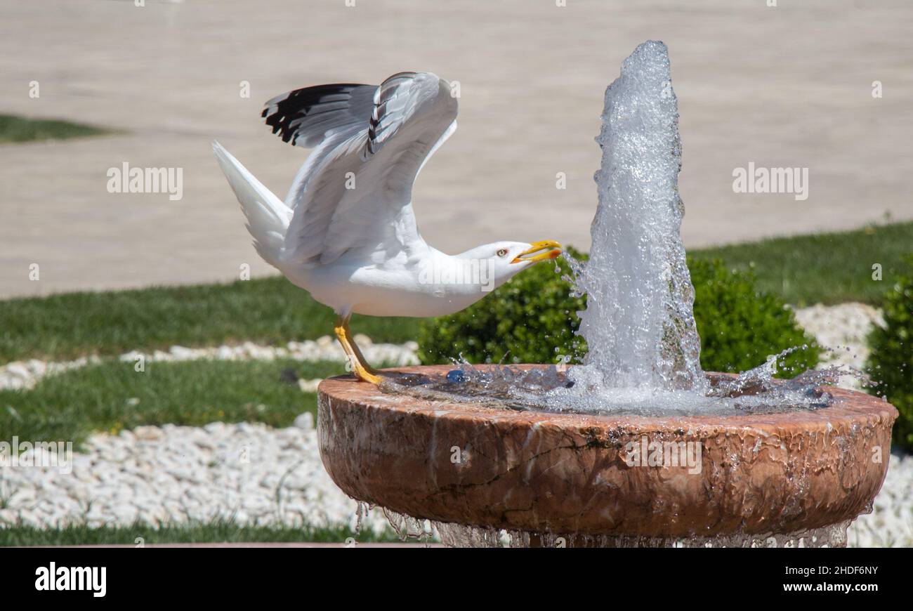 Park drinking water fountain hi-res stock photography and images - Alamy