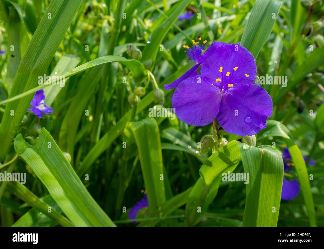 three master flower, three master flowers Stock Photo - Alamy