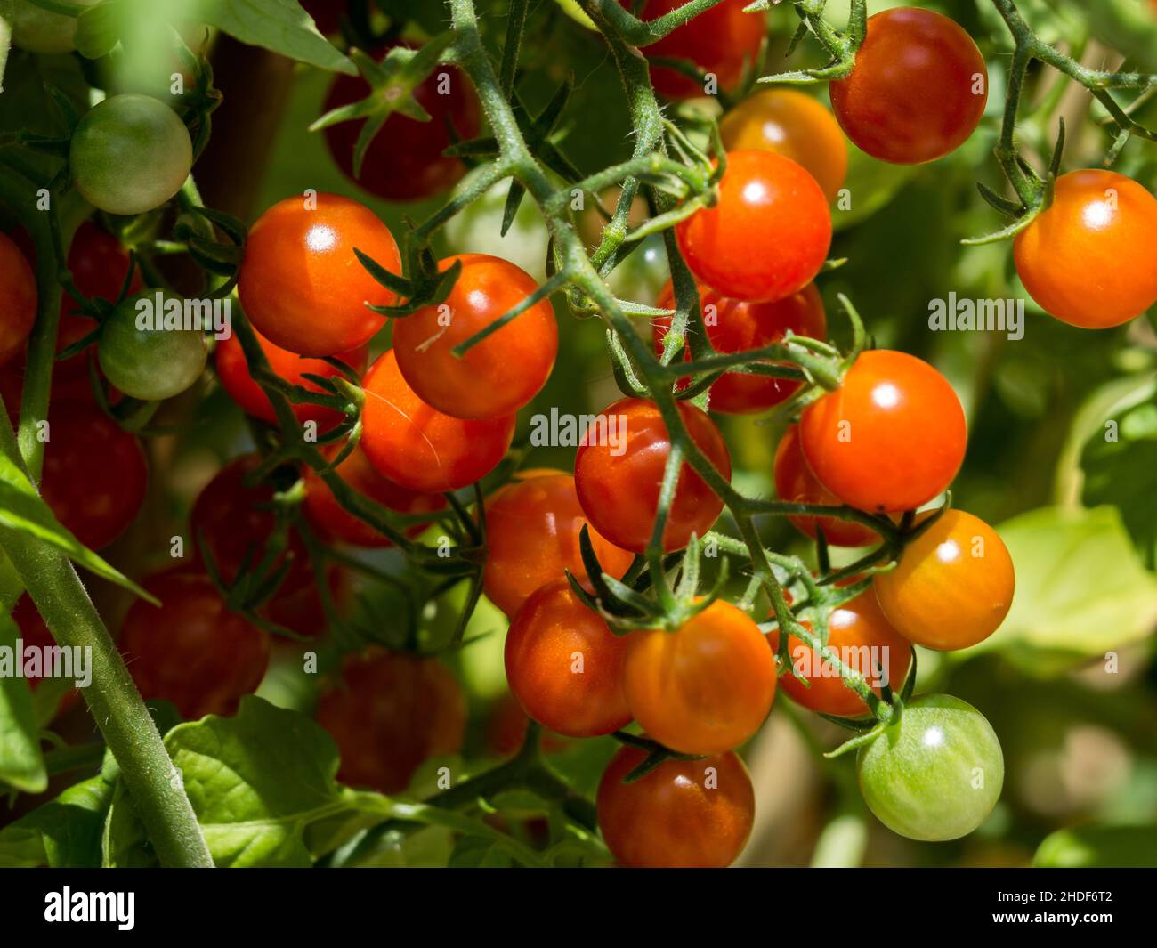 bush tomato, bush tomatoes Stock Photo - Alamy