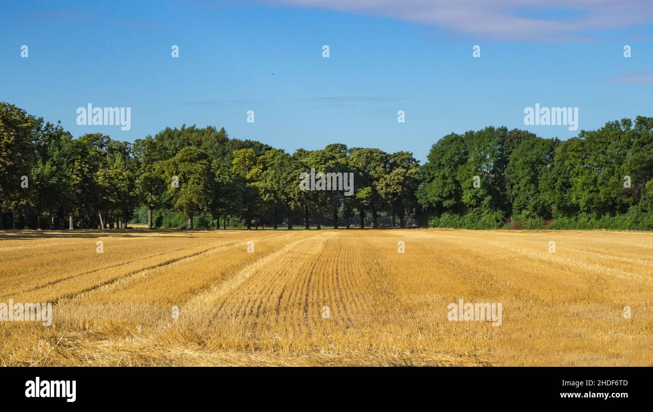 field stubble, harvested, field stubbles, harvesteds Stock Photo - Alamy