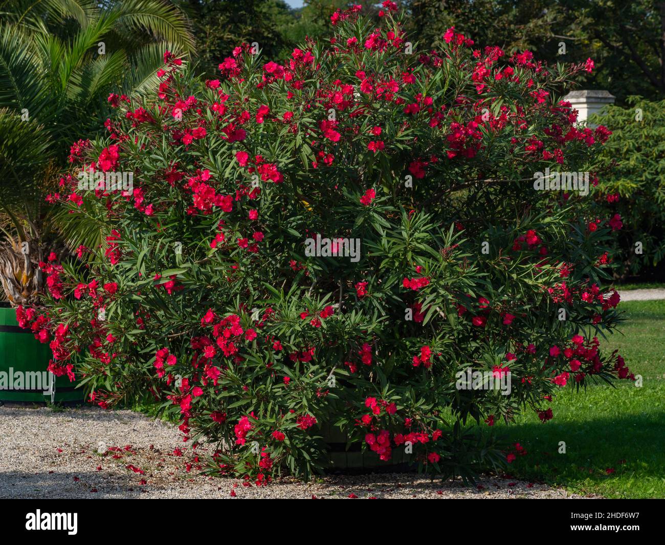 flowering oleander, flowering oleanders Stock Photo - Alamy