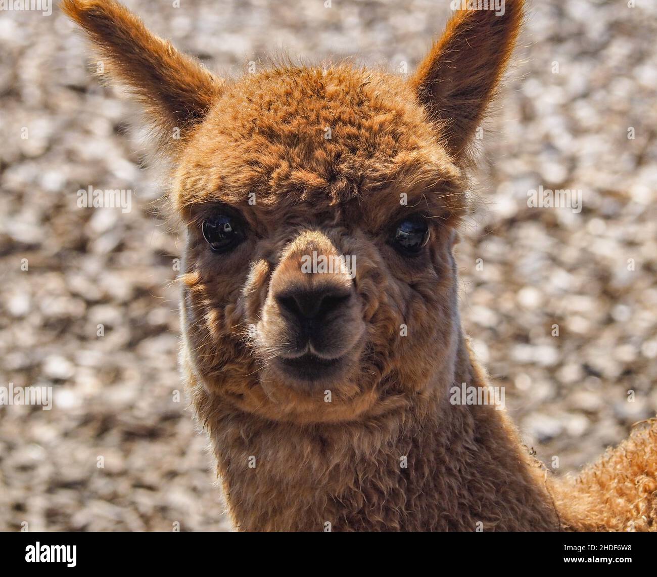 animal portrait, alpaca, animal portraits, alpacas Stock Photo - Alamy