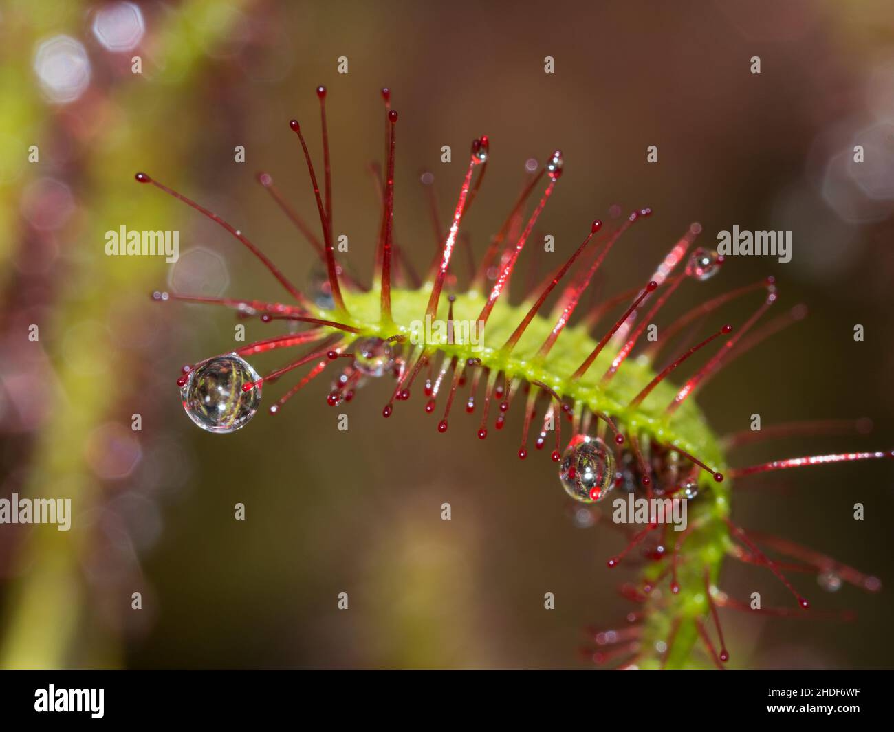 carnivorous plant, sundew, carnivorous plants, sundews Stock Photo - Alamy