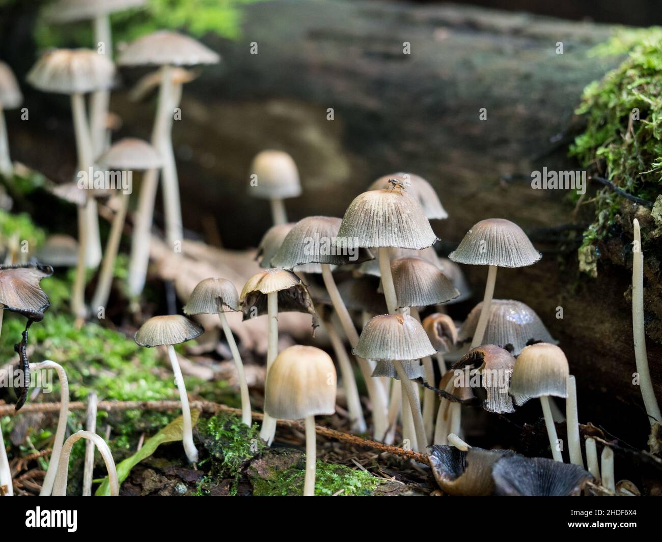 Myceliums hi-res stock photography and images - Alamy