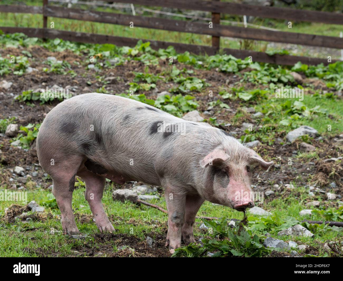 pork, piglet, porks, piglets Stock Photo - Alamy
