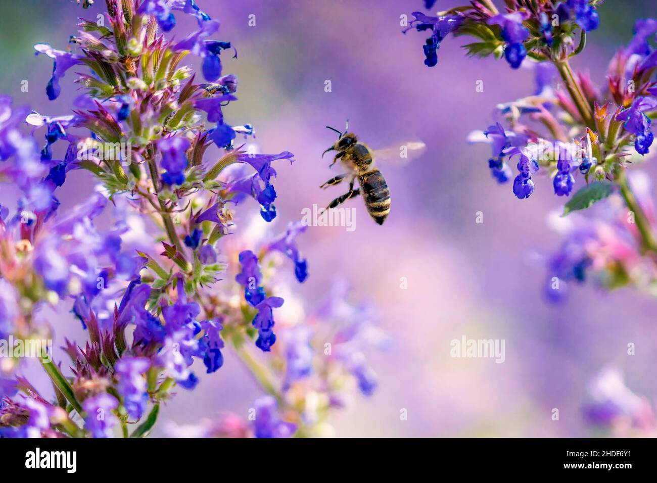 honey bee, honey bees Stock Photo - Alamy