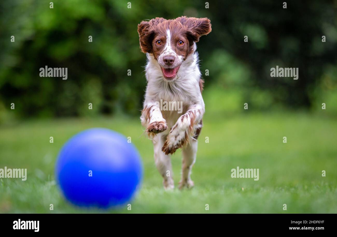 dog, playing, ball, dogs, play, balls Stock Photo - Alamy