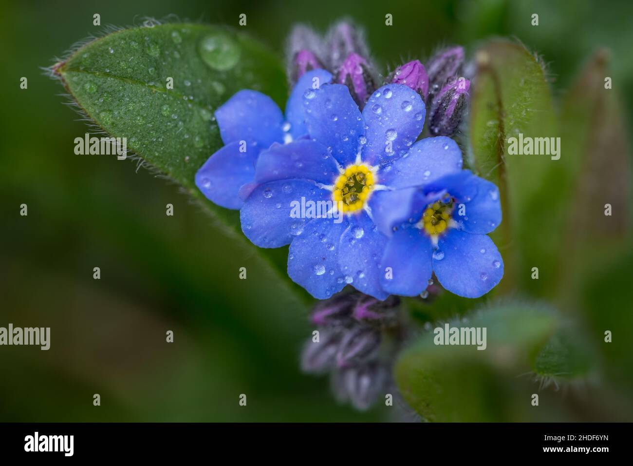 Water forget me nots hi-res stock photography and images - Alamy