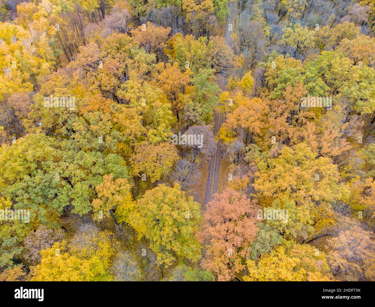 Flying above railway line in vivid yellow autumn forest. Aerial treetop view on colorful ...