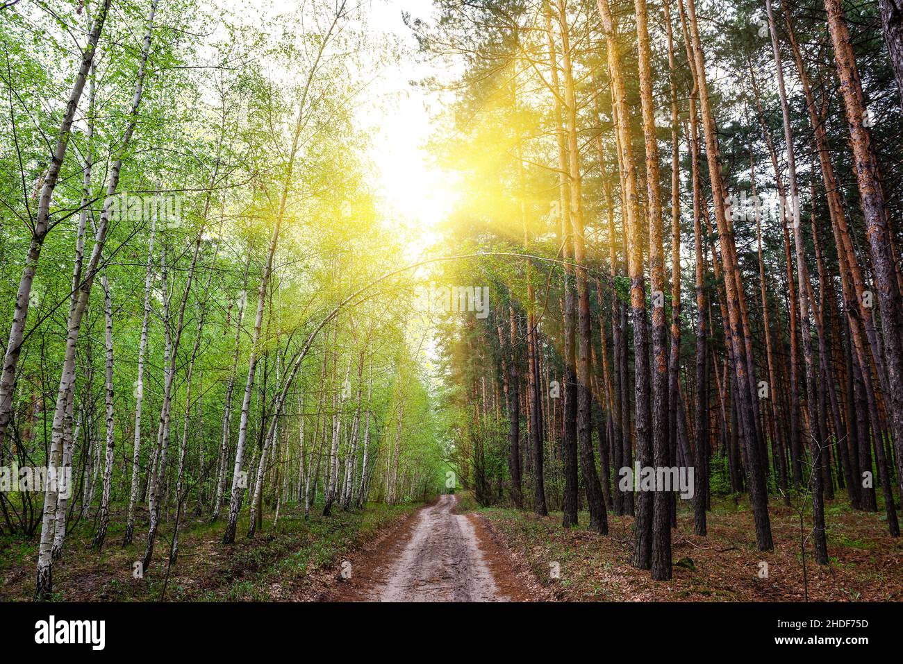 forest, path, forests, wood, woodland, woods, paths Stock Photo - Alamy