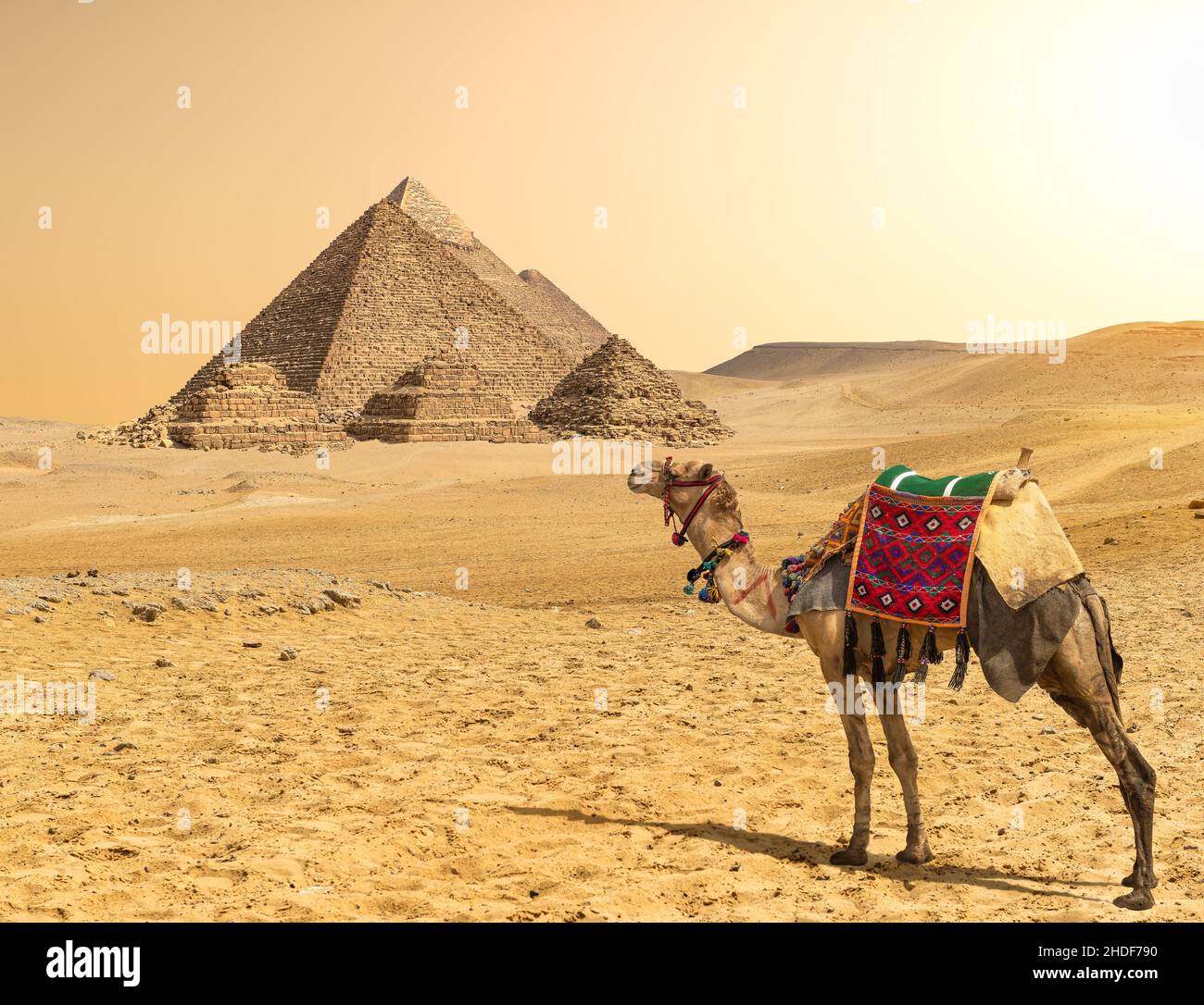 egypt, pyramids, camel, egyptian, egypts, pyramid, camels Stock Photo ...