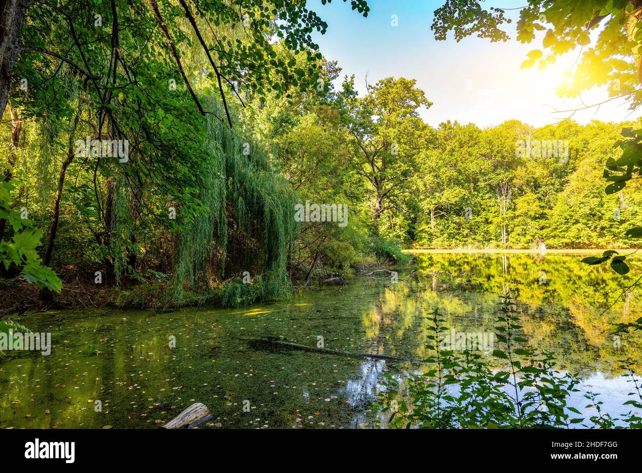 lake, forest, lakes, forests, wood, woodland, woods Stock Photo - Alamy