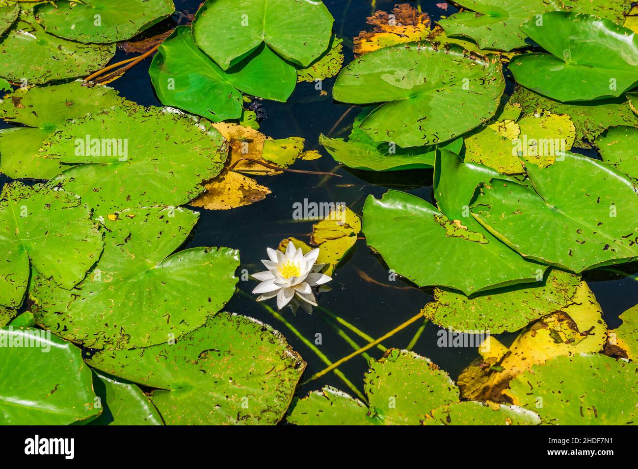 water lily, water lilies, waterlilie, waterlilies Stock Photo - Alamy