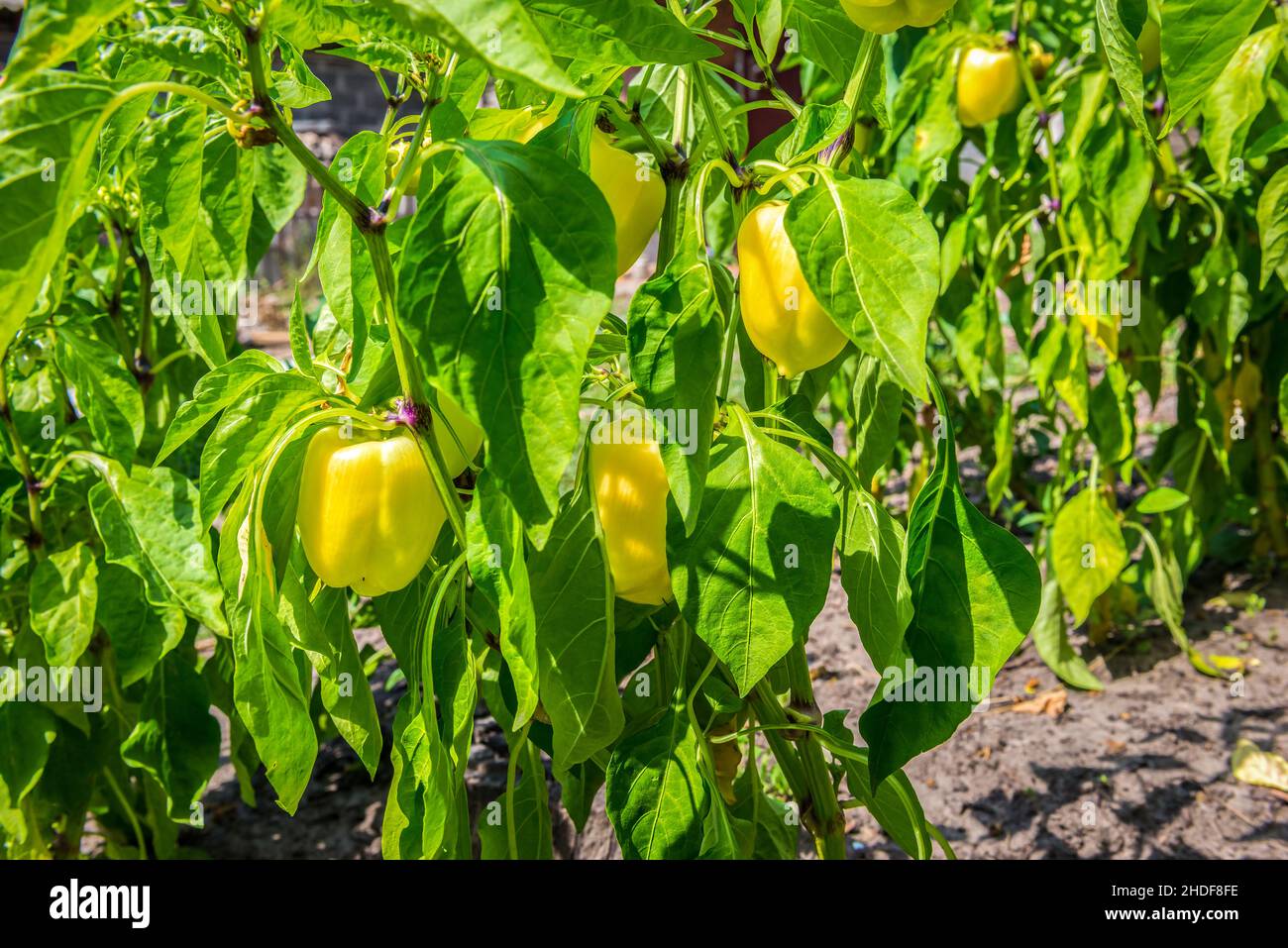 bell pepper, outbuilding, vegetable plant, paprika, outbuildings ...