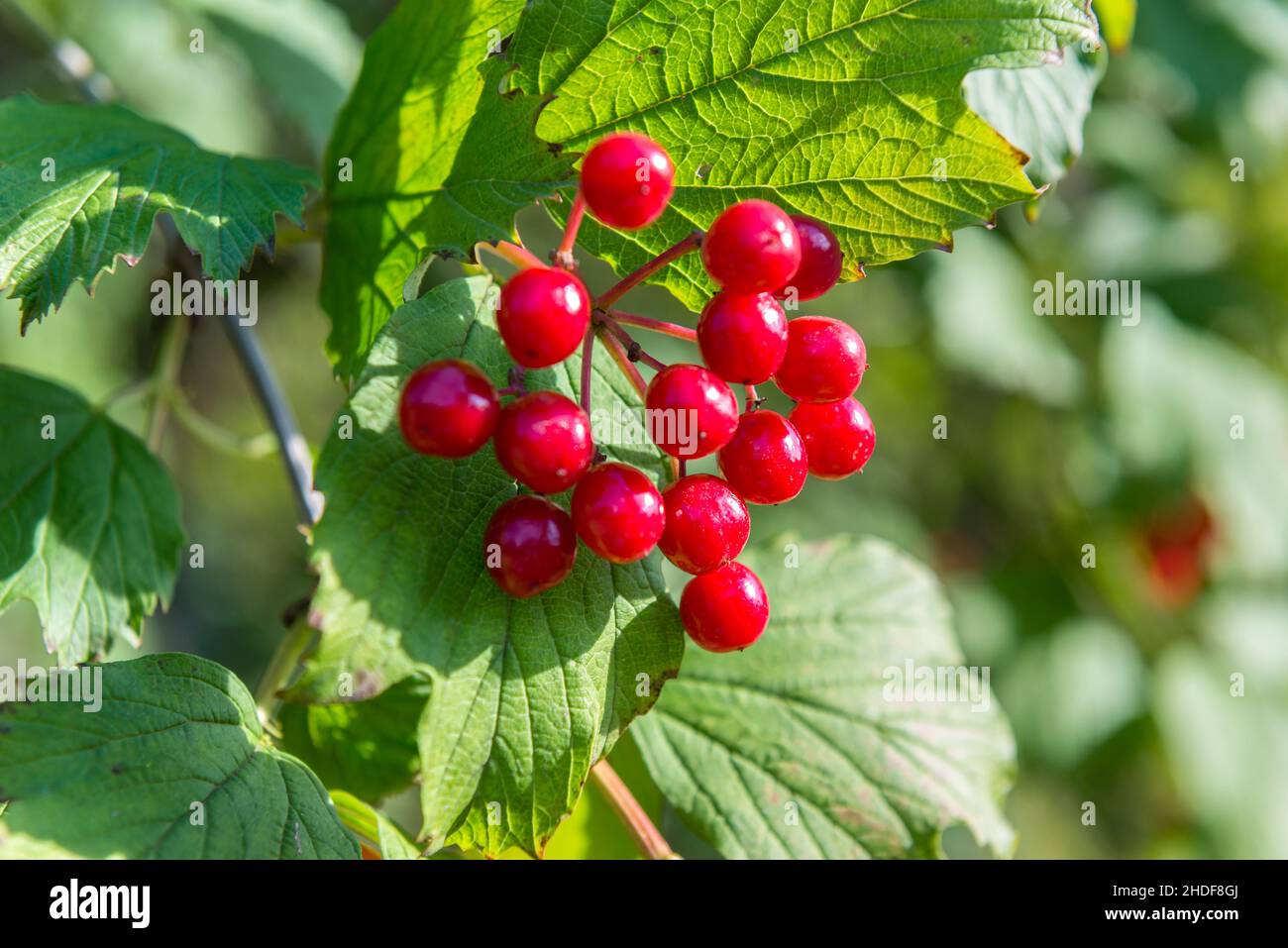 berries, arrowwood, berry, arrowwoods Stock Photo - Alamy