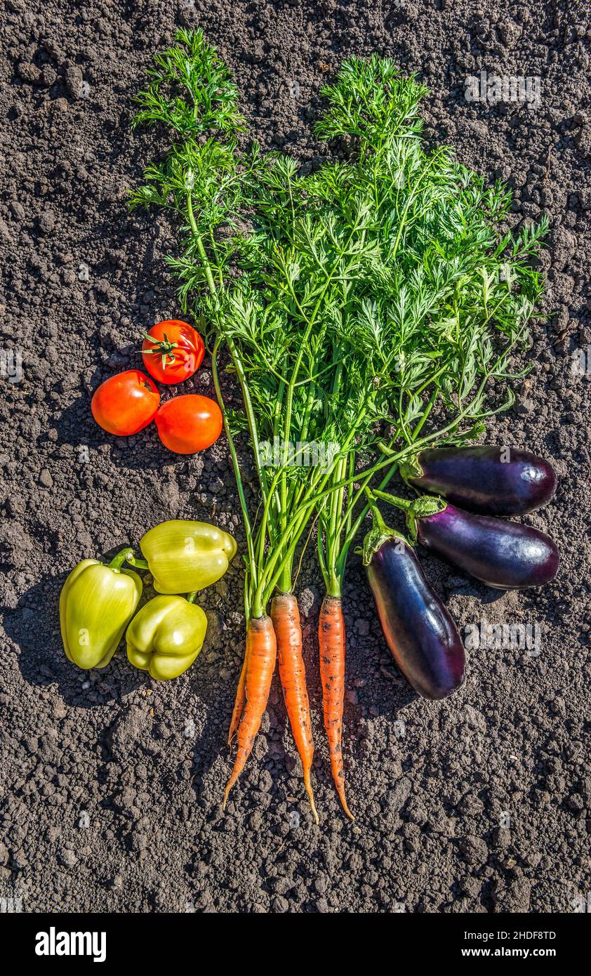vegetable, harvest, vegetables, harvests Stock Photo - Alamy