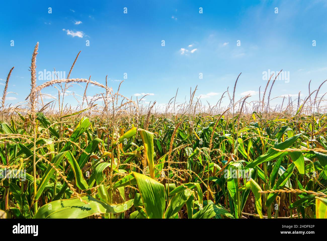 agriculture, maize field, crop, agricultures, cornfields, crops, plant ...
