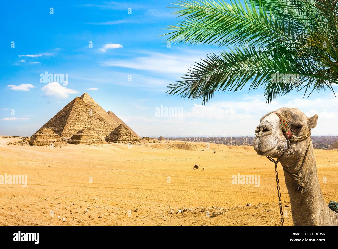 desert, egypt, pyramids, camel, deserts, wüste, egyptian, egypts ...