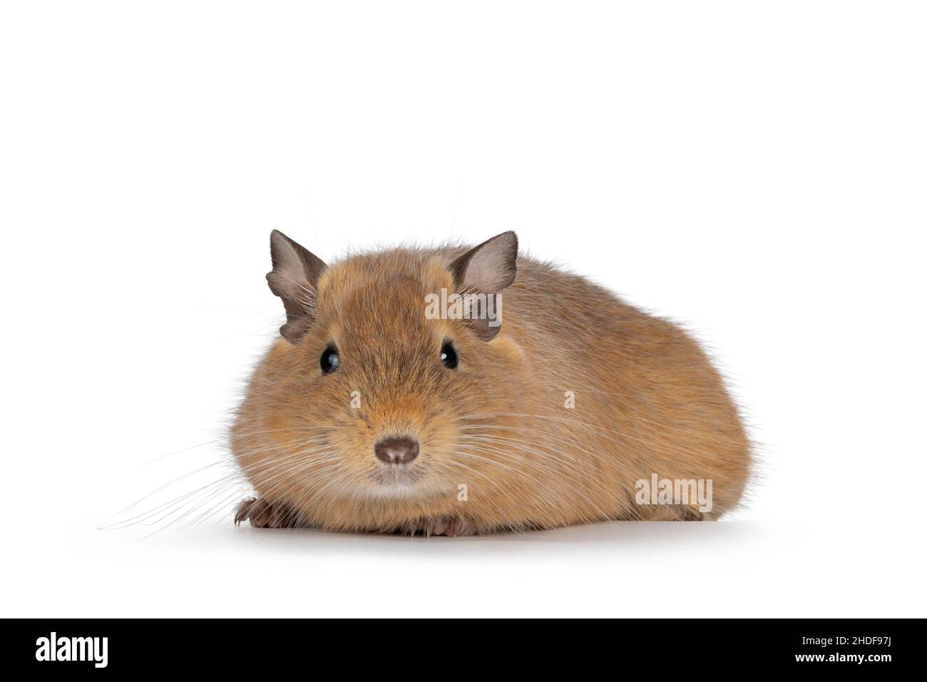 Sweet adult sand Degu rodent, laying down facing front. Looking towards ...
