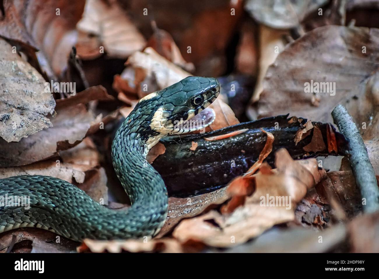 grass snake, grass snakes Stock Photo - Alamy