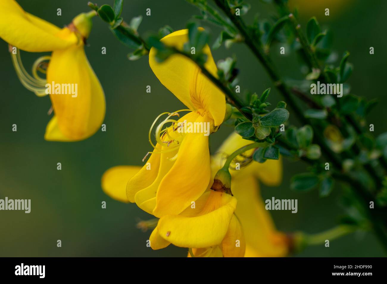 Genistas hi-res stock photography and images - Alamy