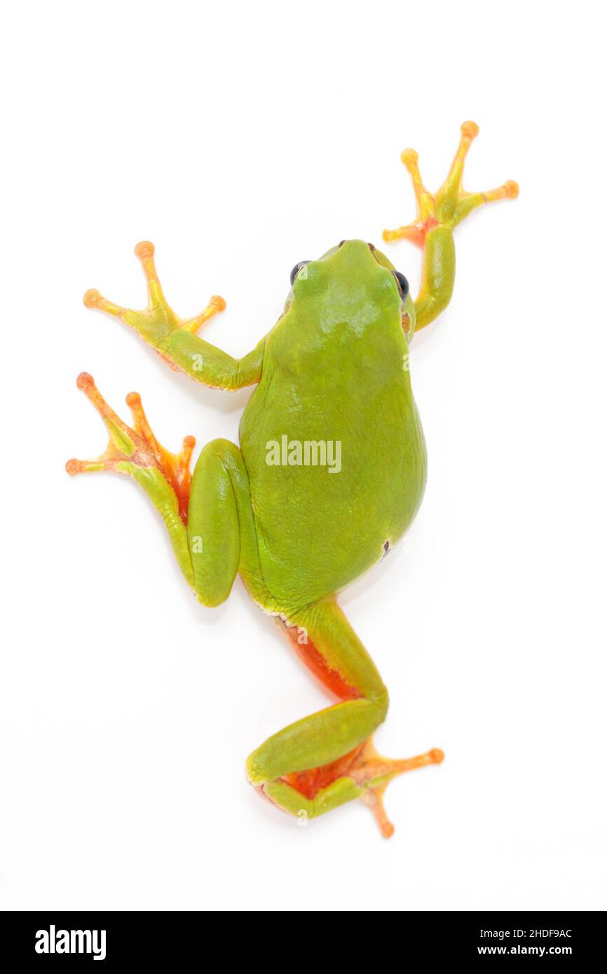 Wild green tree frog Cut Out Stock Images & Pictures - Alamy
