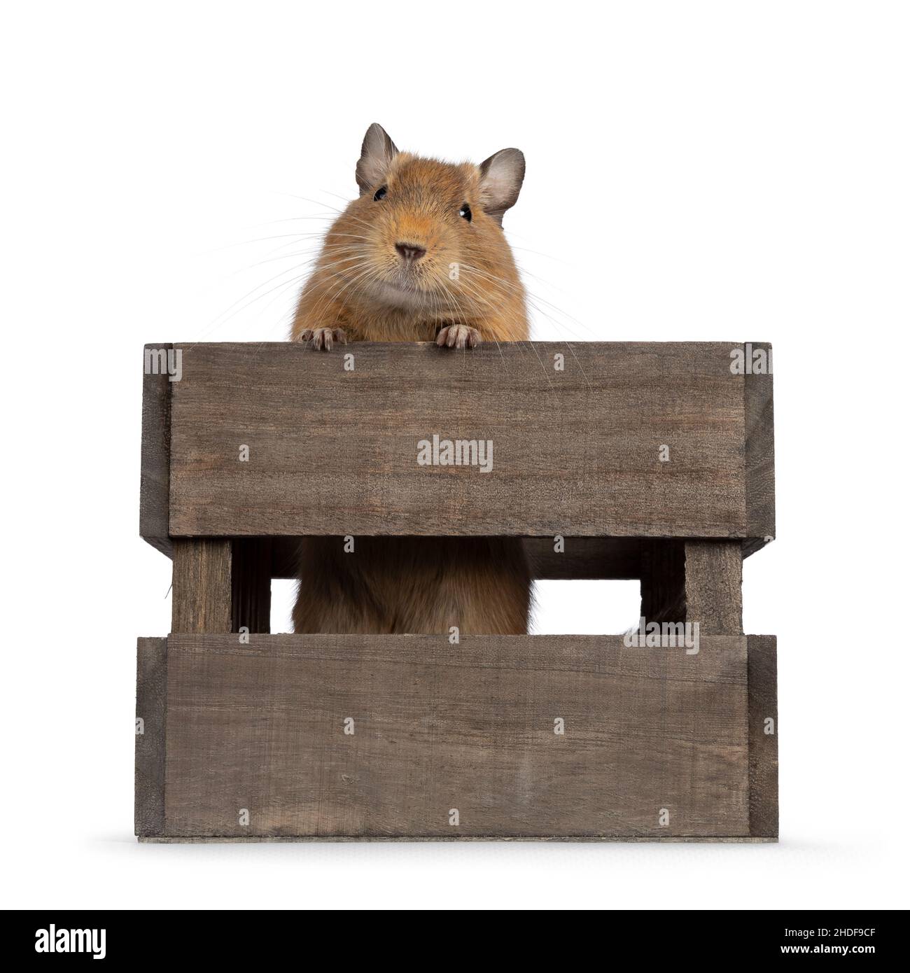 Cute Degu standing up in wooden crate with paws on edge. Looking over ...