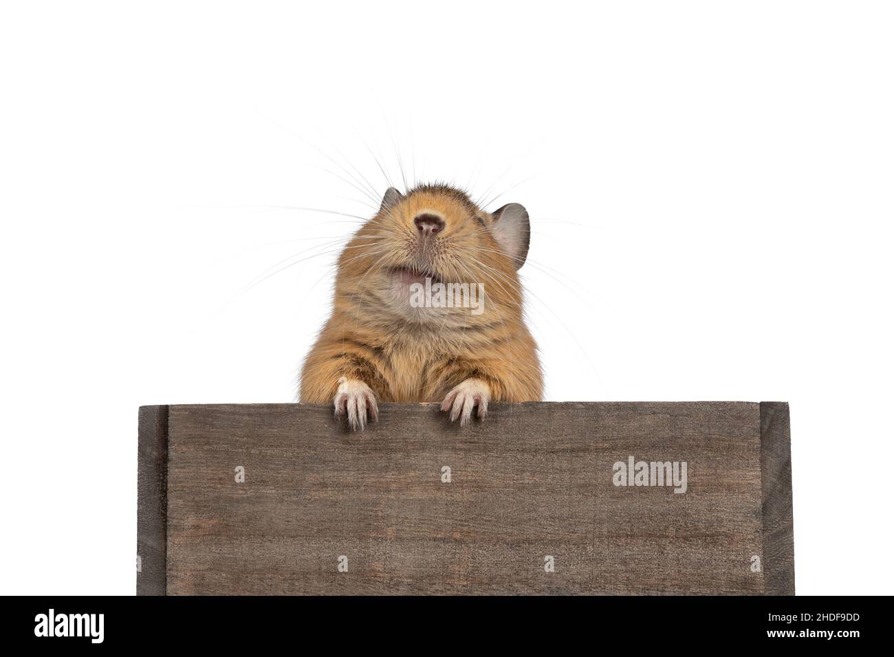 Sweet adult sand Degu rodent, standing with paws over wooden edge ...
