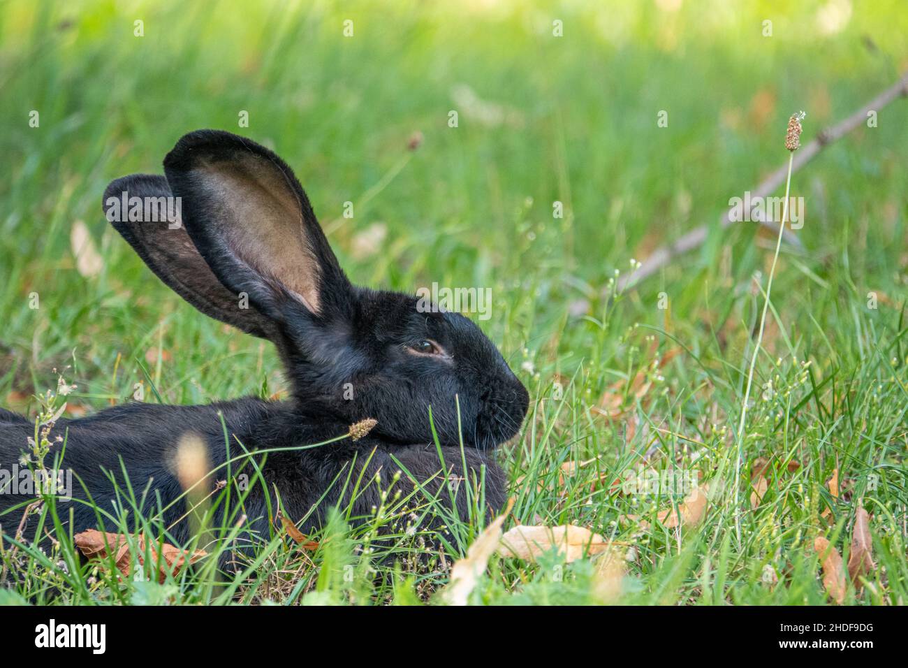 rabbit, hare, rabbits Stock Photo - Alamy