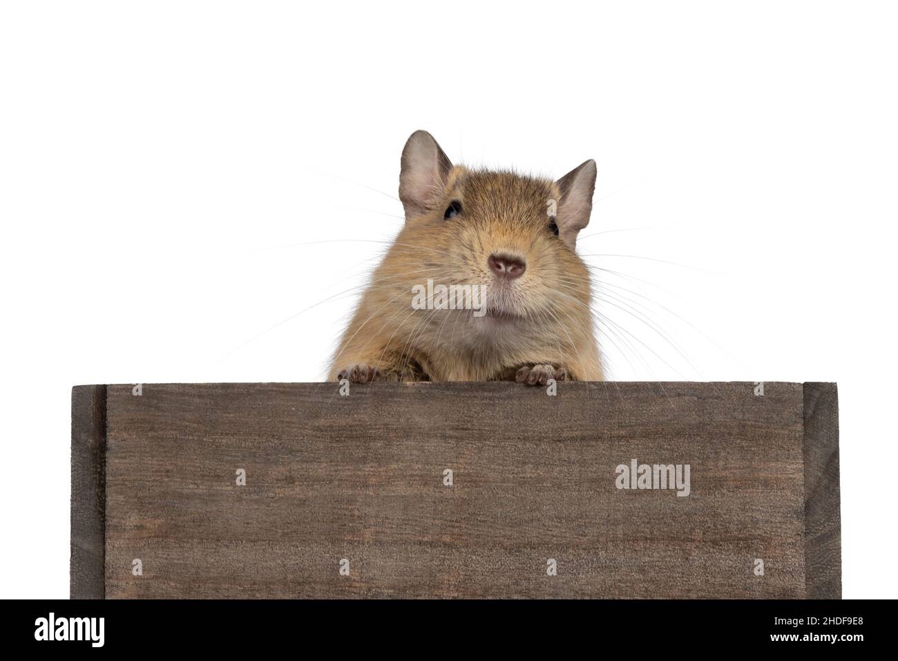Sweet adult sand Degu rodent, standing with paws over wooden edge ...