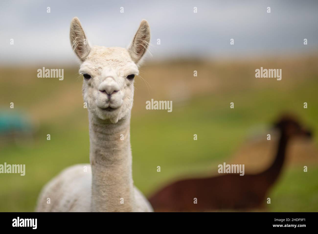 To be shorn hi-res stock photography and images - Alamy