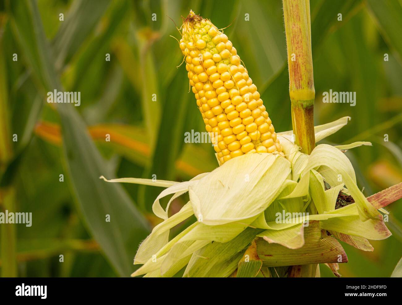 crop, corn, crops, plant, corns Stock Photo - Alamy