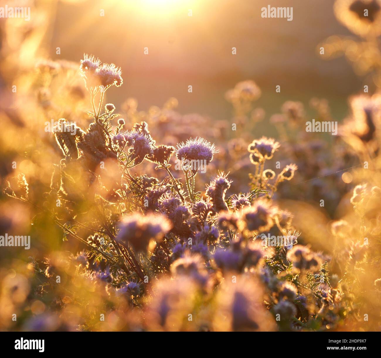 phacelia, honey plant, phacelias, honey plants Stock Photo - Alamy