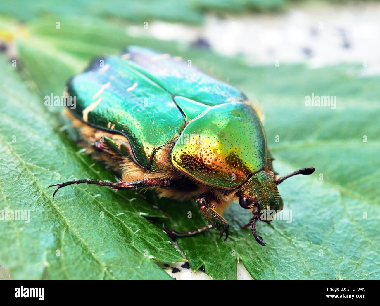 Rose beetles hi-res stock photography and images - Alamy