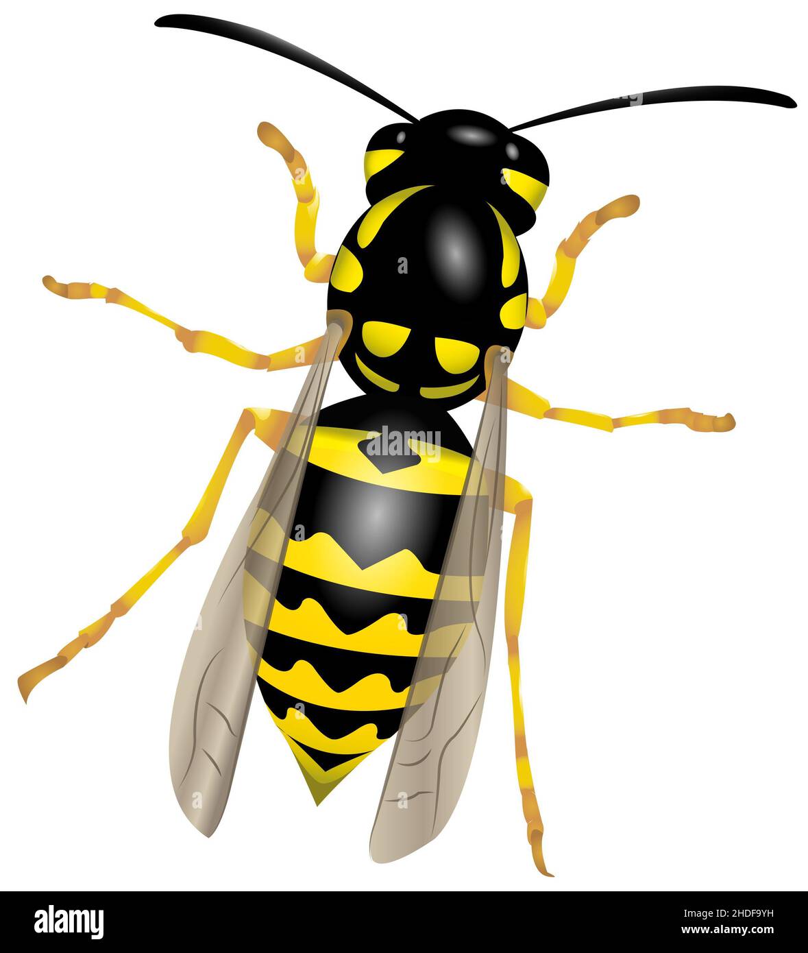 Wasp illustration hi-res stock photography and images - Alamy