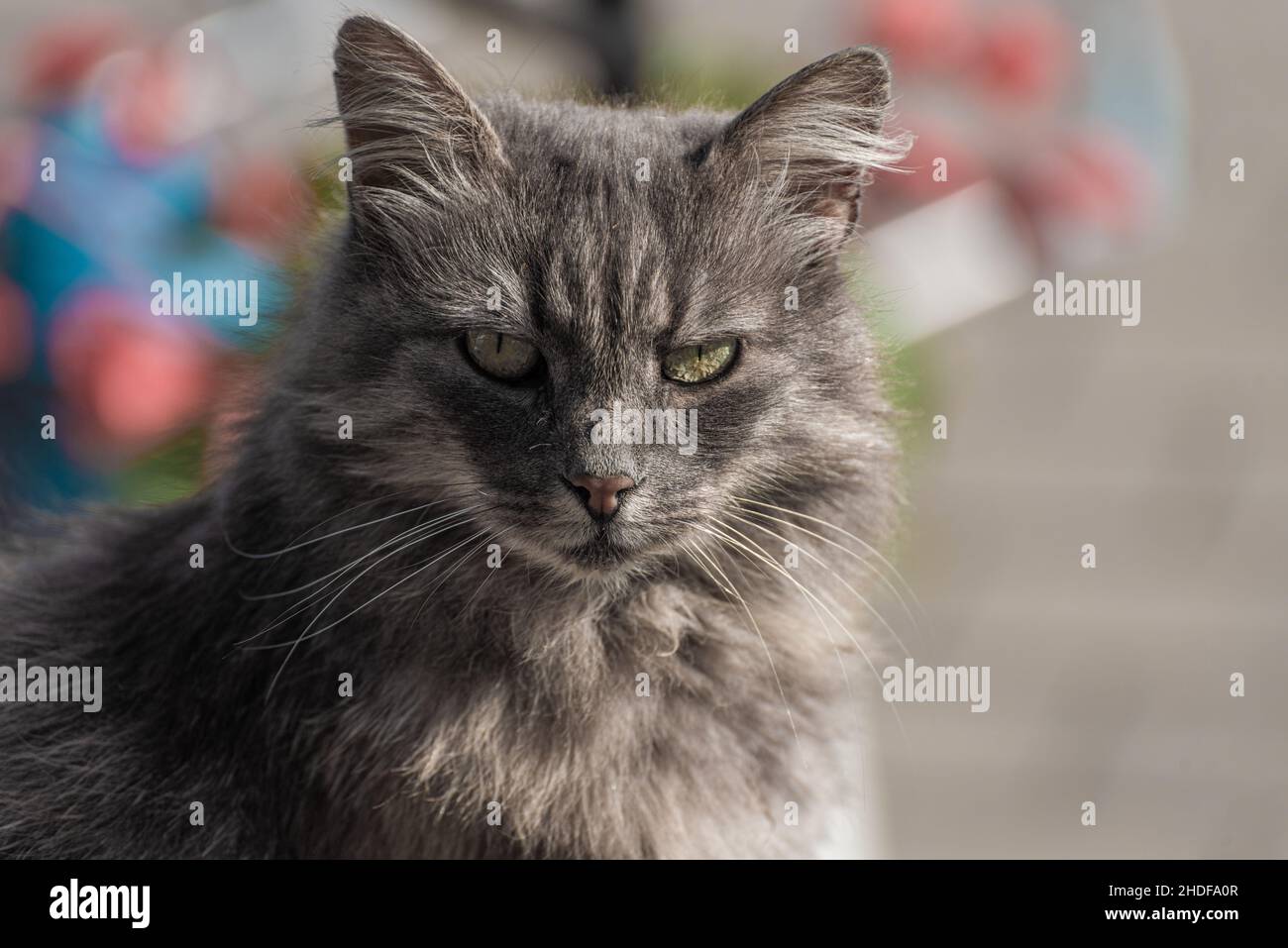 Female long haired cat hi-res stock photography and images - Alamy