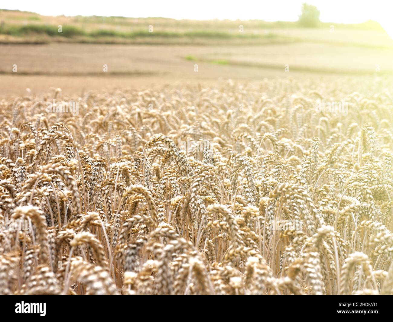 corn field, corn fields Stock Photo - Alamy