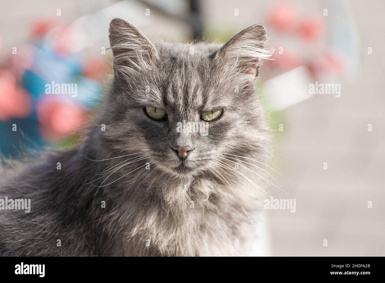 Grey long haired cat looking into the camera Stock Photo - Alamy