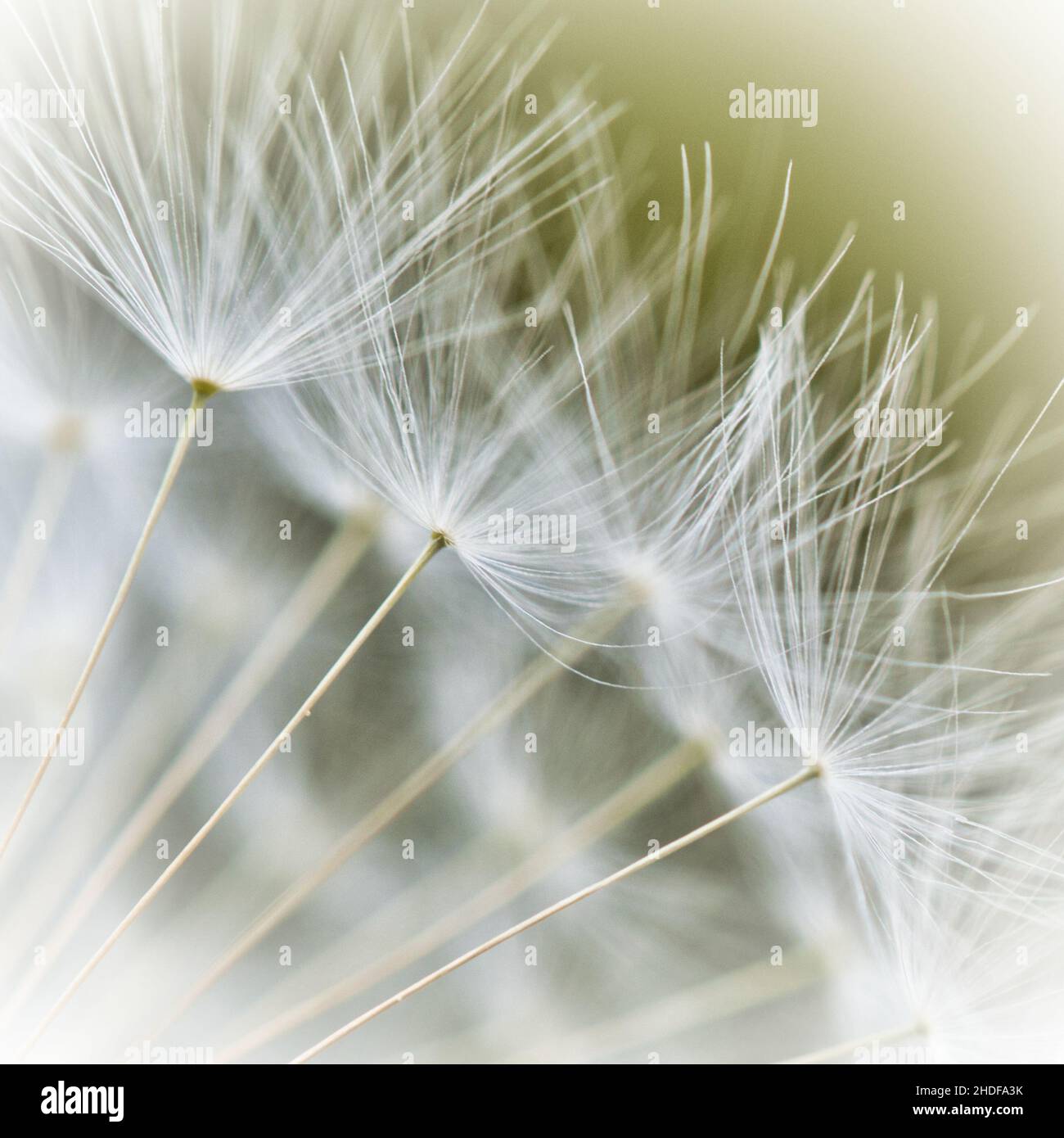 dandelion, dandelion seeds, dandelions, löwenzahn font, dandelion seed ...