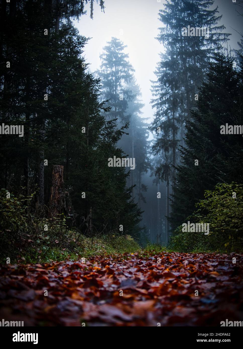 forest, fog, autumn leaves, forests, wood, woodland, woods, fogs, leaf ...