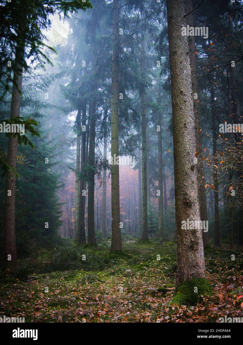 Conifers coniferous trees hi-res stock photography and images - Alamy