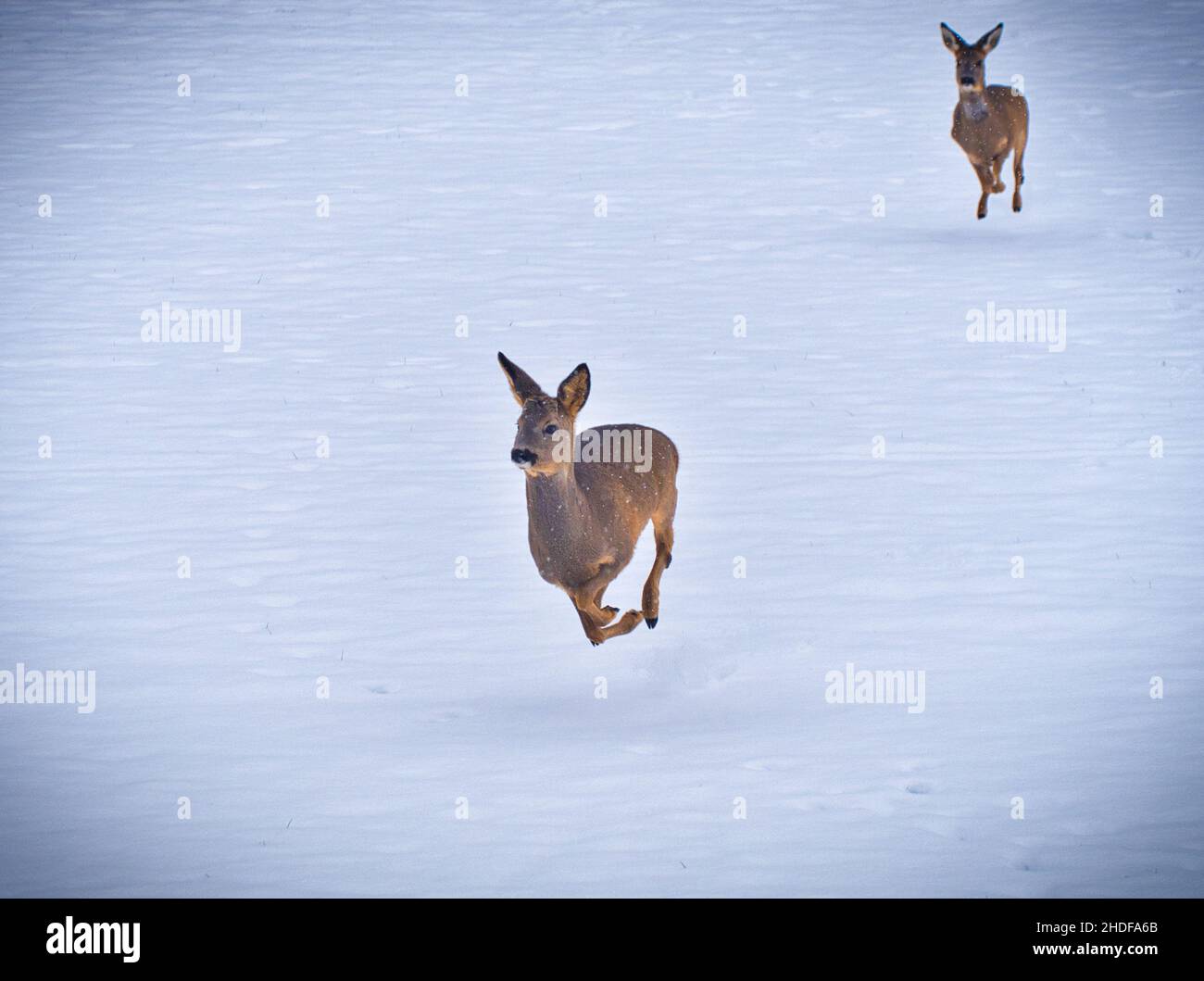 wildlife, deer, wild, wild animals, wild life, deers, roe deer, stag ...