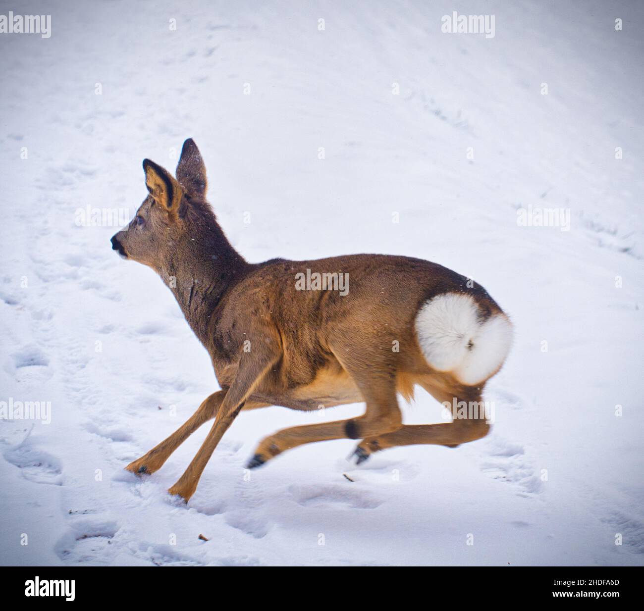 Deer escaping hi-res stock photography and images - Alamy