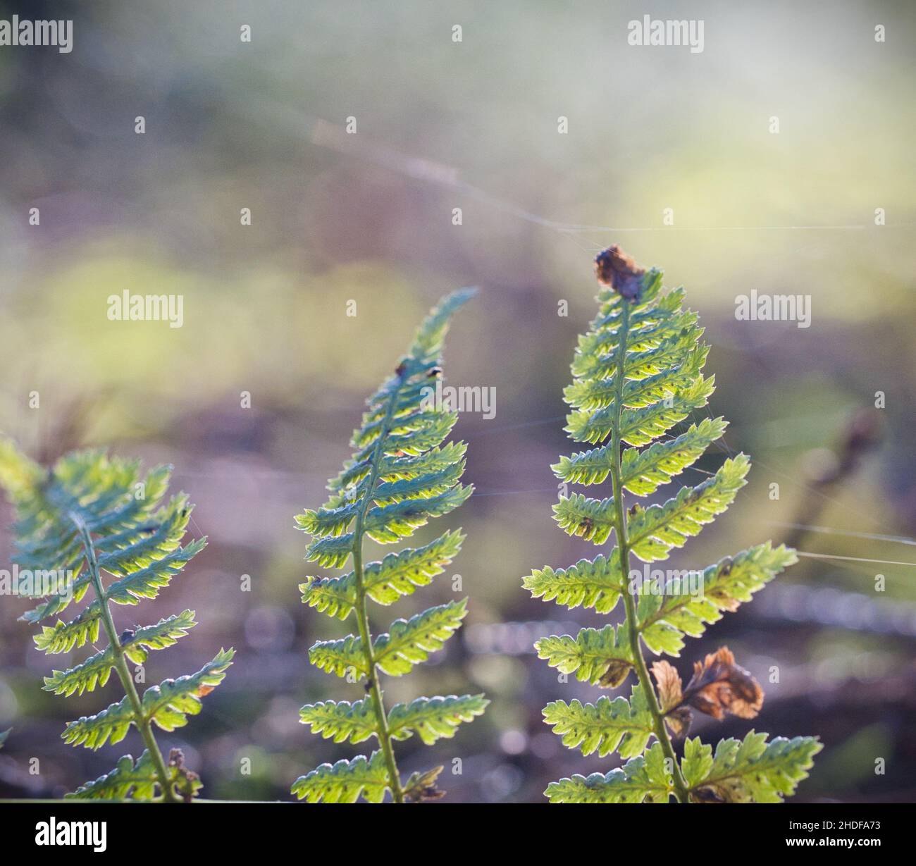 fern, fern branch, ferns, fern branchs Stock Photo - Alamy